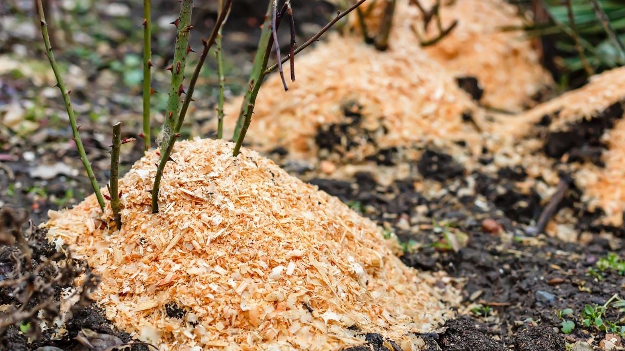 Aserrín de madera: Tipos, usos y curiosidades - Maderas para Exterior